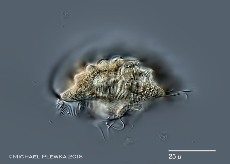 Freshwater and other micro-organisms from Germany: Phacodinium metchnikoffi, Ciliata