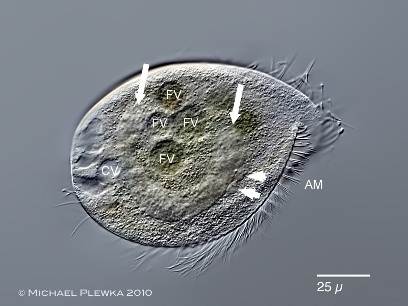 Freshwater and other micro-organisms from Germany: Phacodinium metchnikoffi, Ciliata