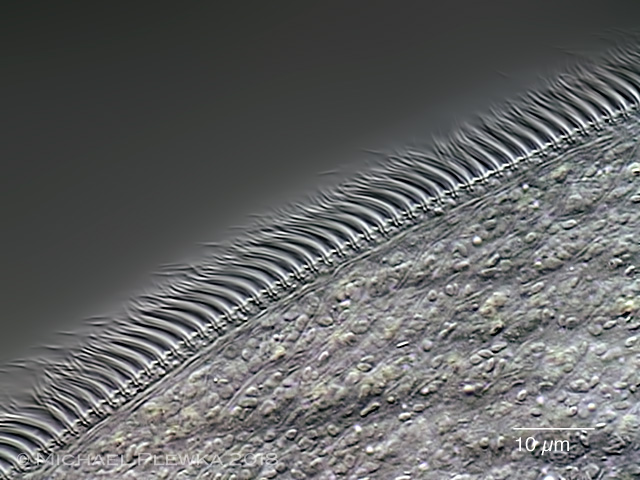 Freshwater and other micro-organisms from Germany: Spirostomum ambiguum ...