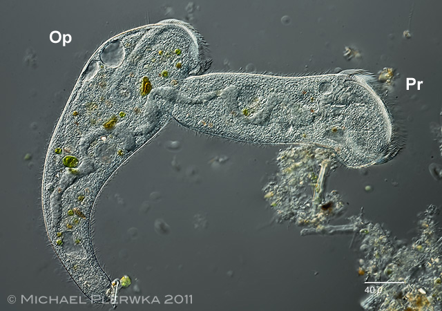 Freshwater and other micro-organisms from Germany: Stentor roeseli ...