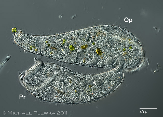 Freshwater and other micro-organisms from Germany: Stentor roeseli ...