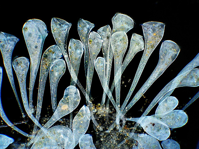 Freshwater and other micro-organisms from Germany: Stentor roeseli ...