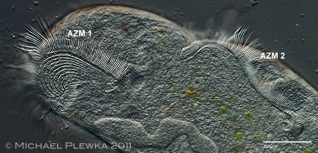 Freshwater and other micro-organisms from Germany: Stentor roeseli ...
