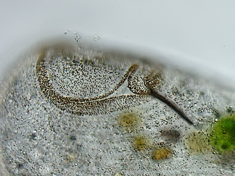 Leben im Teich: Schnabeltierchen (Loxodes magnus)