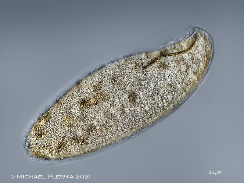 Freshwater and other micro-organisms from Germany: Loxodes magnus ...