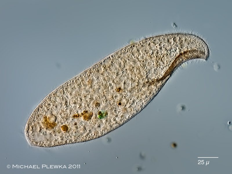 Freshwater and other micro-organisms from Germany: Loxodes magnus ...