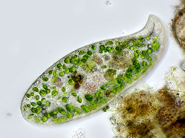 Freshwater and other micro-organisms from Germany: Loxodes magnus ...