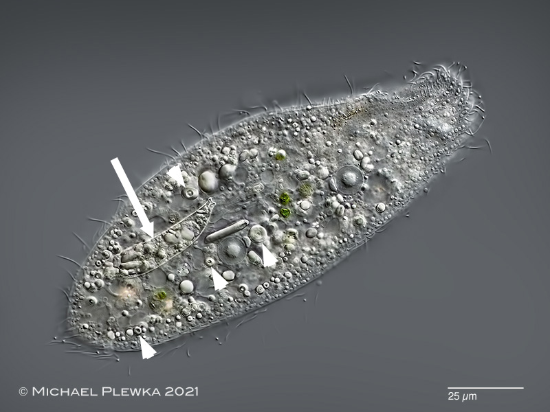 Freshwater and other micro-organisms from Germany: Loxodes striatus ...