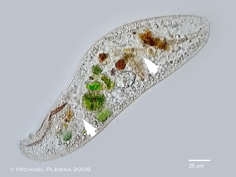 Freshwater and other micro-organisms from Germany: Loxodes striatus ...