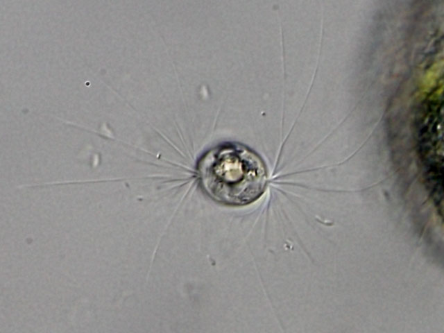 Freshwater and other micro-organisms from Germany: Cyphoderia ampulla ...