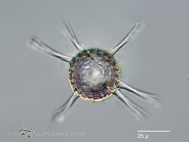 Freshwater and other micro-organisms from Germany: Euglypha ...