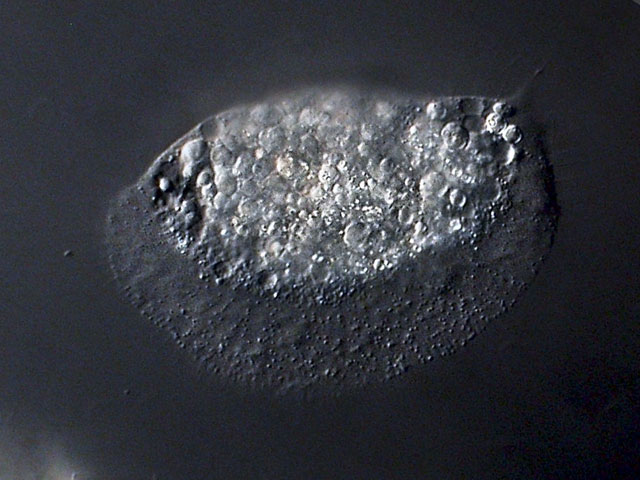 plingfactory: Leben im Teich:Hyalodiscus rubicundus., Hyalodiscidae ...