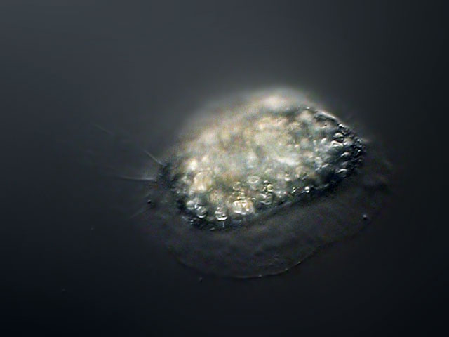 plingfactory: Leben im Teich:Hyalodiscus rubicundus., Hyalodiscidae ...