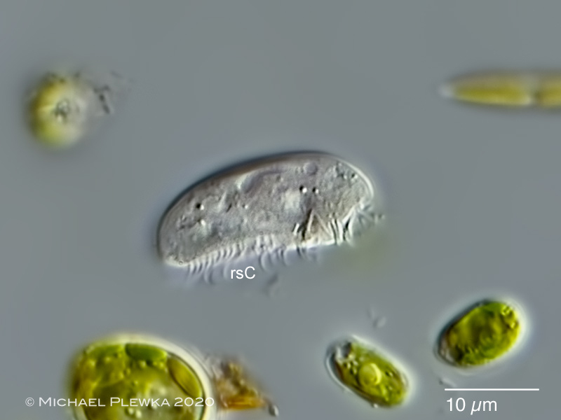 Freshwater and other micro-organisms from Germany: Trochilia minuta ...