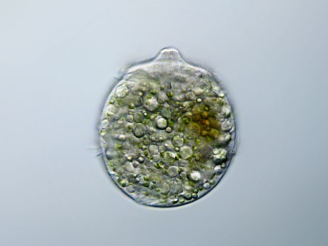 Freshwater and other micro-organisms from Germany: Didinium nasutum ...