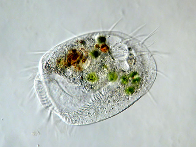 Freshwater and other micro-organisms from Germany: Euplotes eurystomum ...