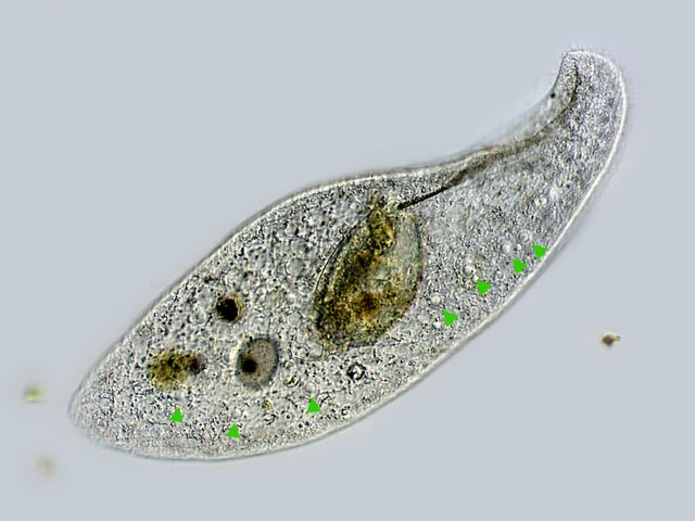 Freshwater and other micro-organisms from Germany: Loxodes magnus ...