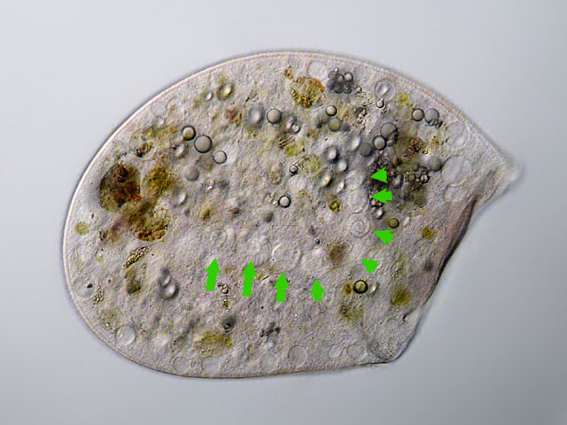 Stefansbachtal Gevelsberg: Leben im Teich: Paradileptus elephantinus ...