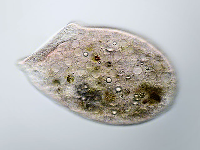 Stefansbachtal Gevelsberg: Leben im Teich: Paradileptus elephantinus ...