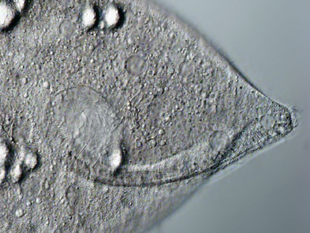 Stefansbachtal Gevelsberg: Leben im Teich: Paradileptus elephantinus ...