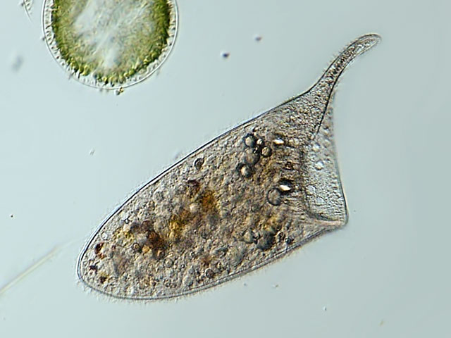 Stefansbachtal Gevelsberg: Leben im Teich: Paradileptus elephantinus ...