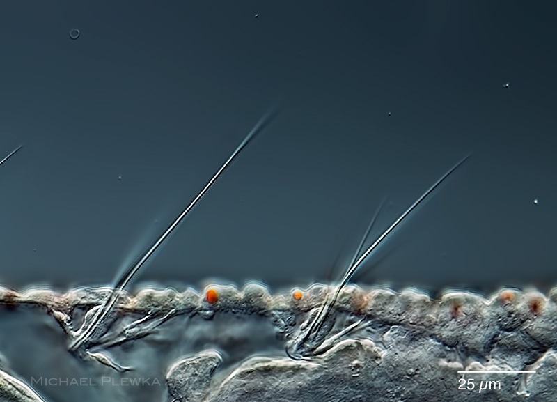 Limnic and other micro-organisms from Germany: Aelosoma hemprichi ...