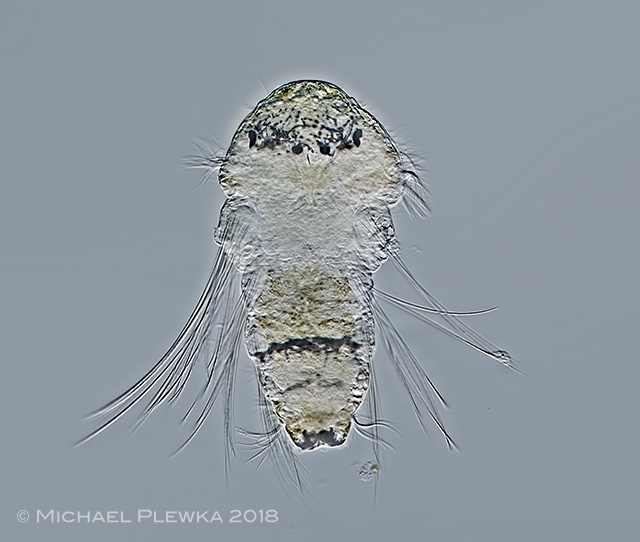 Limnic and other micro-organisms from Germany: Polydora ciliata? / Annelida