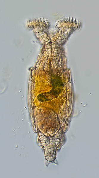 young persons guide to the identification of bdelloid rotifers