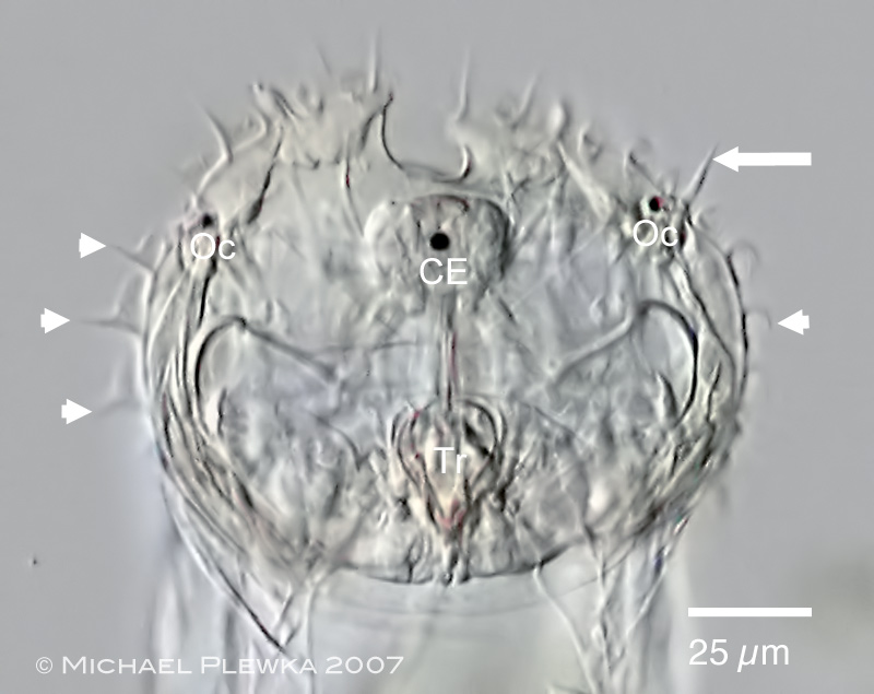 The Rotifers (Rotatoria) of Germany and Neighbouring Countries ...