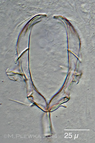 The Rotifers (Rotatoria) of Germany and Neighbouring Countries ...