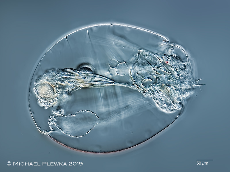 The Rotifers (Rotatoria) of Germany and Neighbouring Countries ...