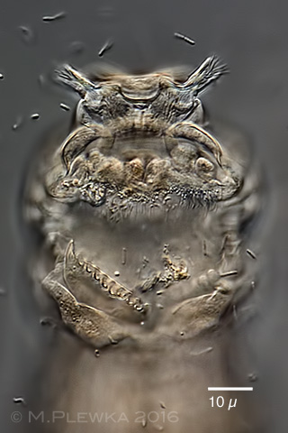 Bdelloid Rotifer Fauna of Germany and Neighbouring Countries: Adineta ...