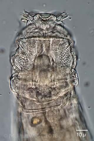 Bdelloid Rotifer Fauna of Germany and Neighbouring Countries: Adineta ...