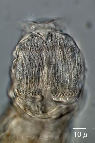 Bdelloid Rotifer Fauna of Germany and Neighbouring Countries: Adineta ...