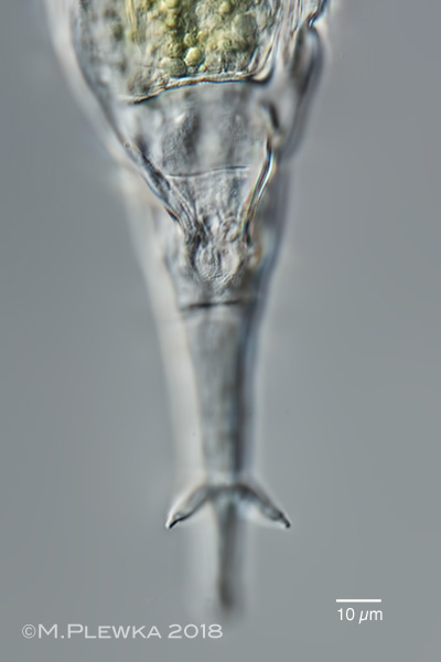 Bdelloid Rotifer Fauna of Germany and Neighbouring Countries: Adineta ...