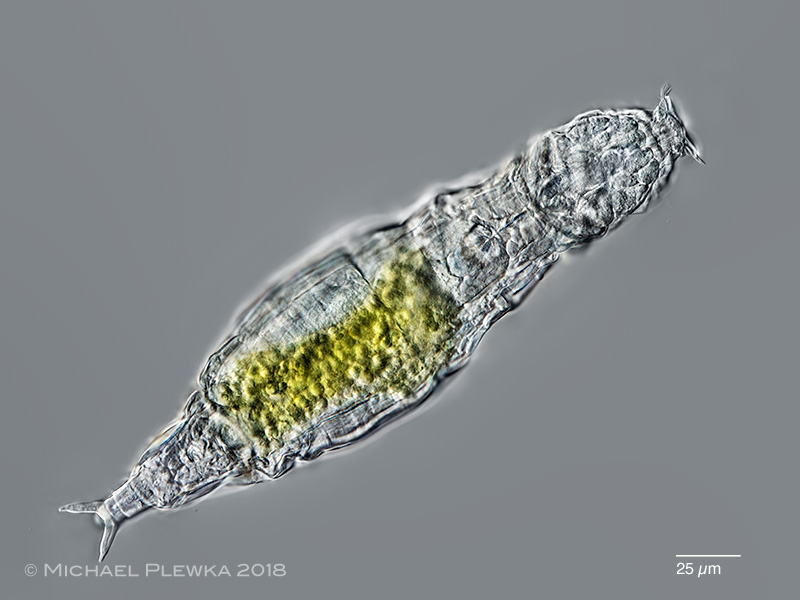 Bdelloid Rotifer Fauna of Germany and Neighbouring Countries: Adineta ...