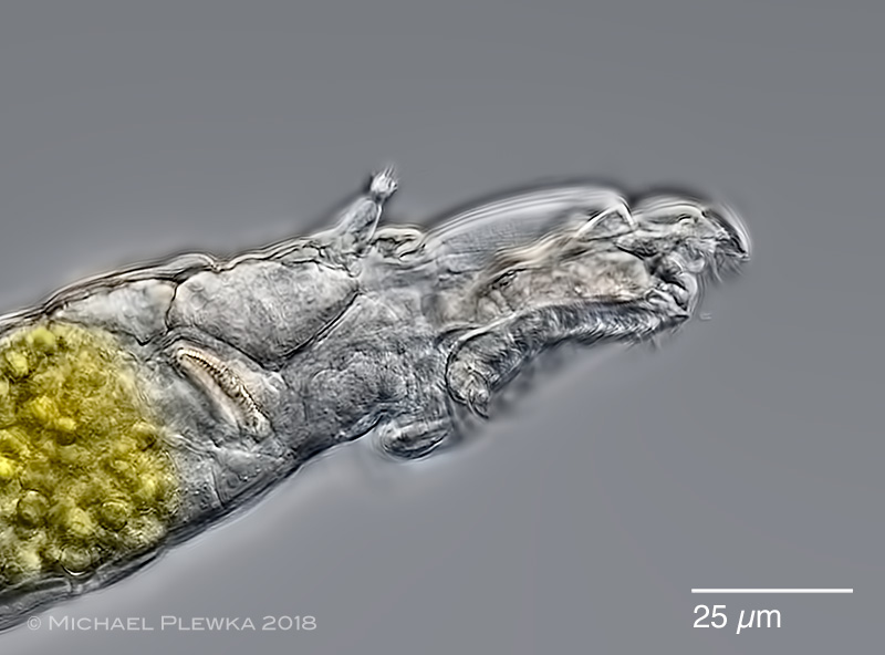 Bdelloid Rotifer Fauna of Germany and Neighbouring Countries: Adineta ...