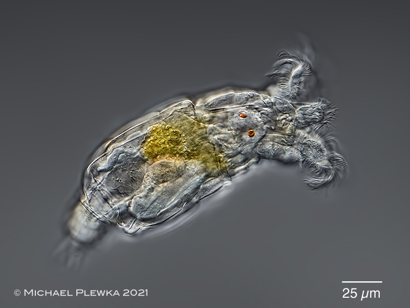 Bdelloid Rotifer Fauna of Germany and neighbouring countries: Embata ...