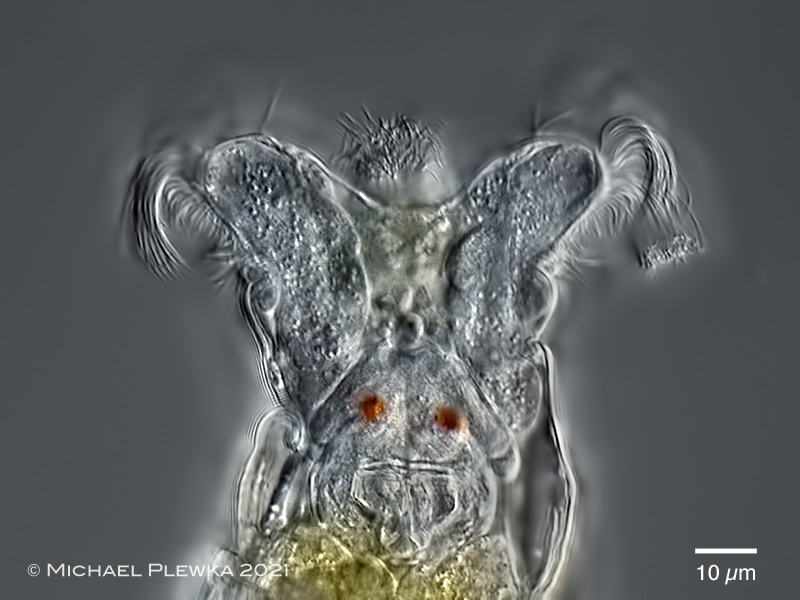 Bdelloid Rotifer Fauna of Germany and neighbouring countries: Embata ...