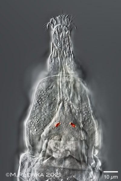 Bdelloid Rotifer Fauna of Germany and neighbouring countries: Embata ...