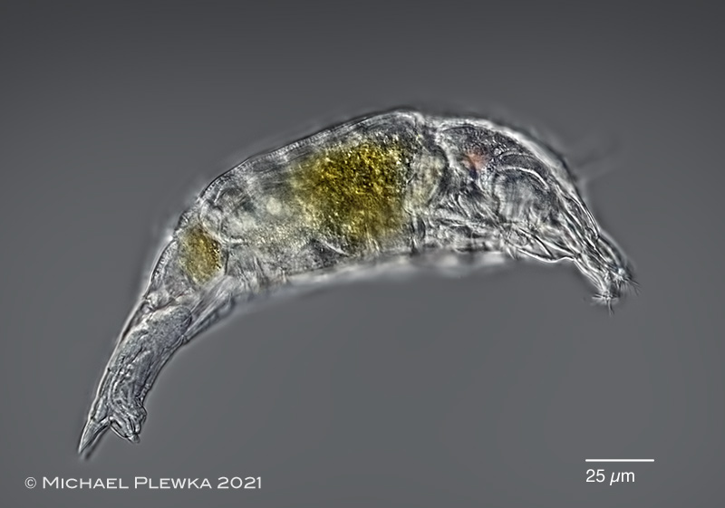 Bdelloid Rotifer Fauna of Germany and neighbouring countries: Embata ...