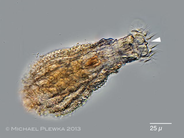 Bdelloid Rotifer Fauna of Germany and adjoining countries: Habrotrocha ...