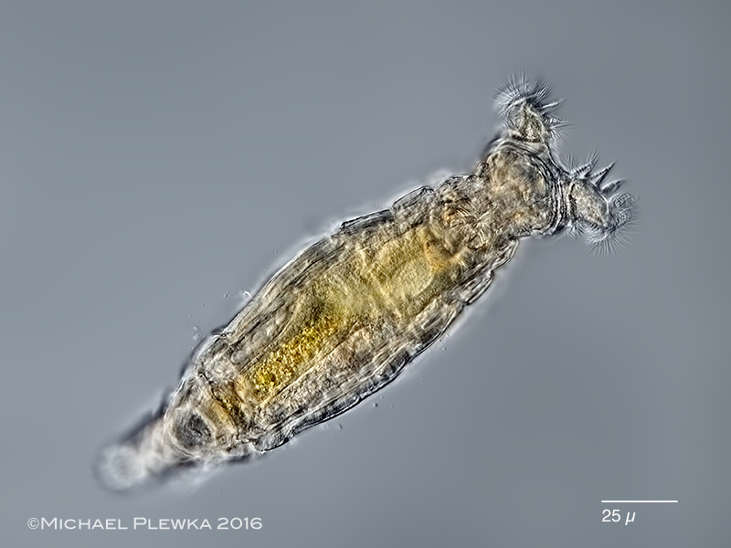 Bdelloid Rotifer Fauna of Germany and neighbouring countries: Philodina ...