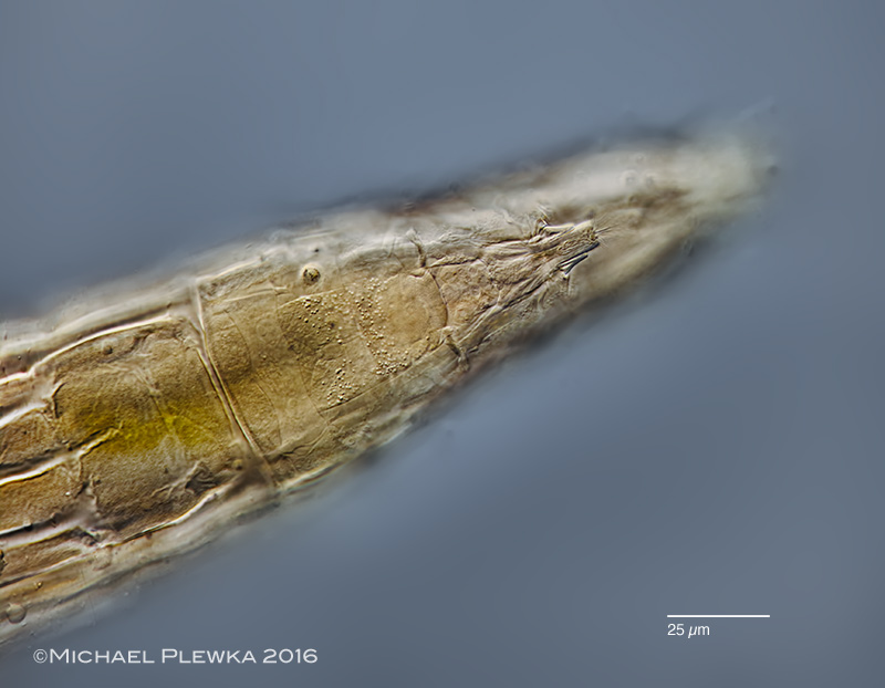 Bdelloid Rotifer Fauna of Germany and neighbouring countries: Philodina ...