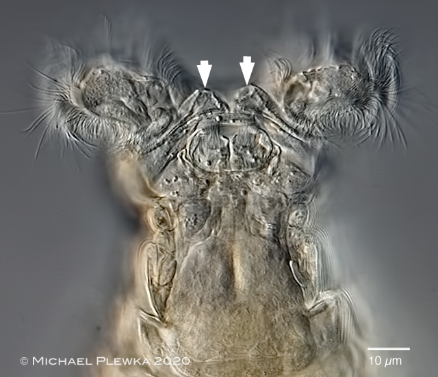 Bdelloid Rotifer Fauna of Germany and neighbouring countries: Philodina ...