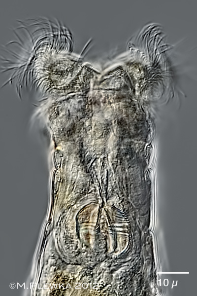 Bdelloid Rotifer Fauna of Germany and Adjoining Countries: Rotaria ...