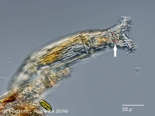 Bdelloid Rotifer Fauna of Germany and Neighbouring Countries: Rotaria ...
