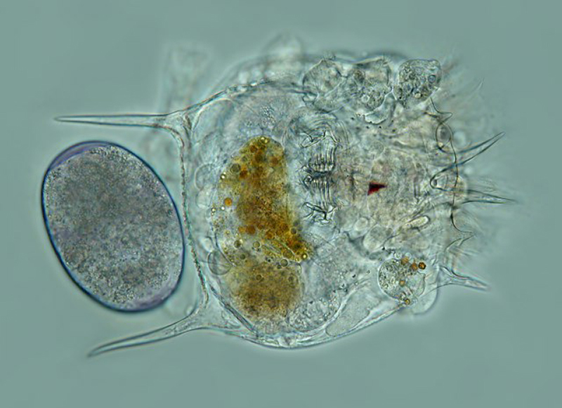 The Rotifers (Rotatoria) of Germany and neighbouring countries ...