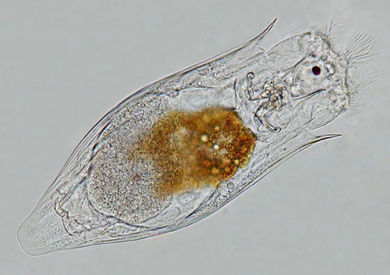 Rotifer Fauna of Germany and Neighbouring Countries: Notholca acuminata ...