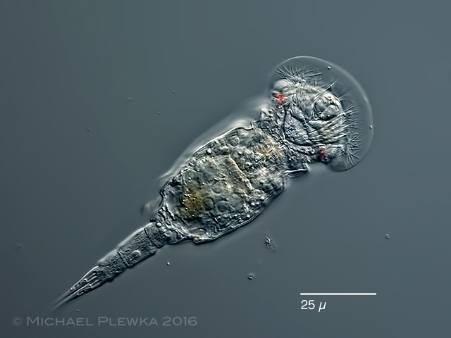 Rotifers of Germany and adjoining countries: Squatinella mutica var ...